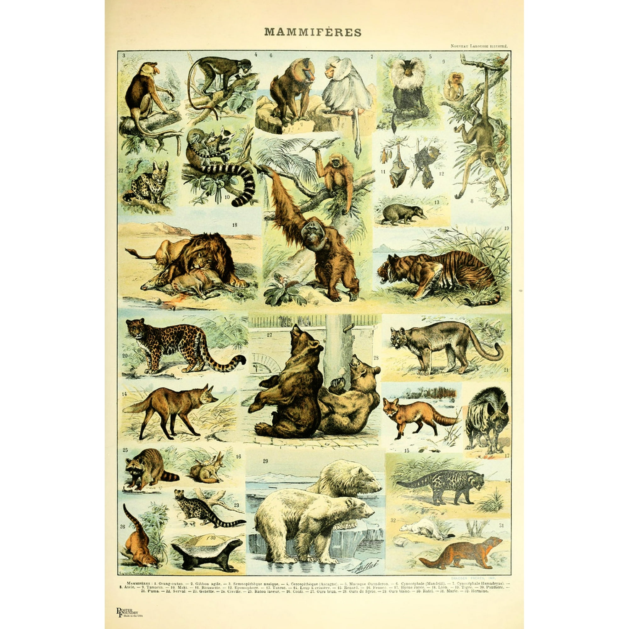 Mammals Chart