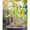 Set of 2 Green Okra Live Plants in 4 Inch Pots, 4-6 Inch Tall Vegetable ...
