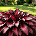 Hostas Cultivation Granules-Home Decoration-Bloom Year After Year-Home ...
