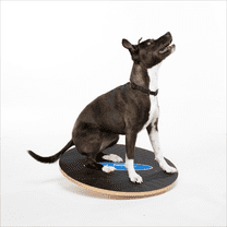 FitPAWS® Wobble Board - Dog Balance Training Equipment for Core ...