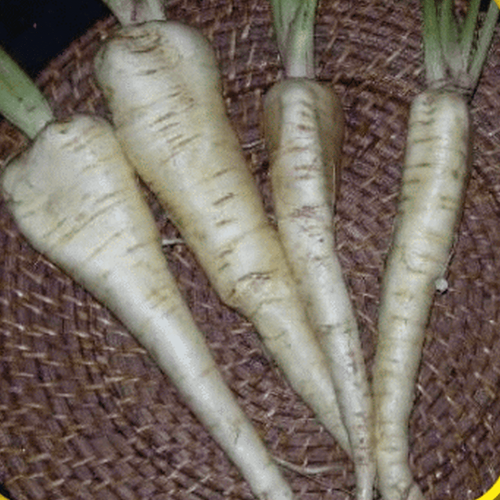 Everwilde Farms - 1 Lb All American Parsnip Seeds - Gold Vault Bulk ...