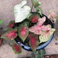 Blue Buddha Farm: Caladium Variety Mix (Random Mix of Bulbs)-5 Bulbs ...