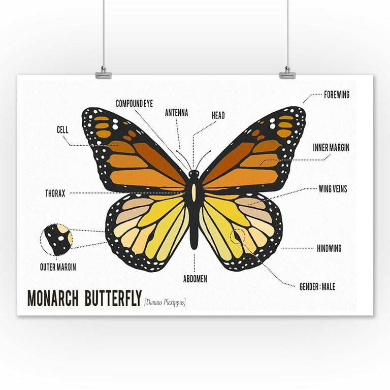 Scientific Butterfly Chart