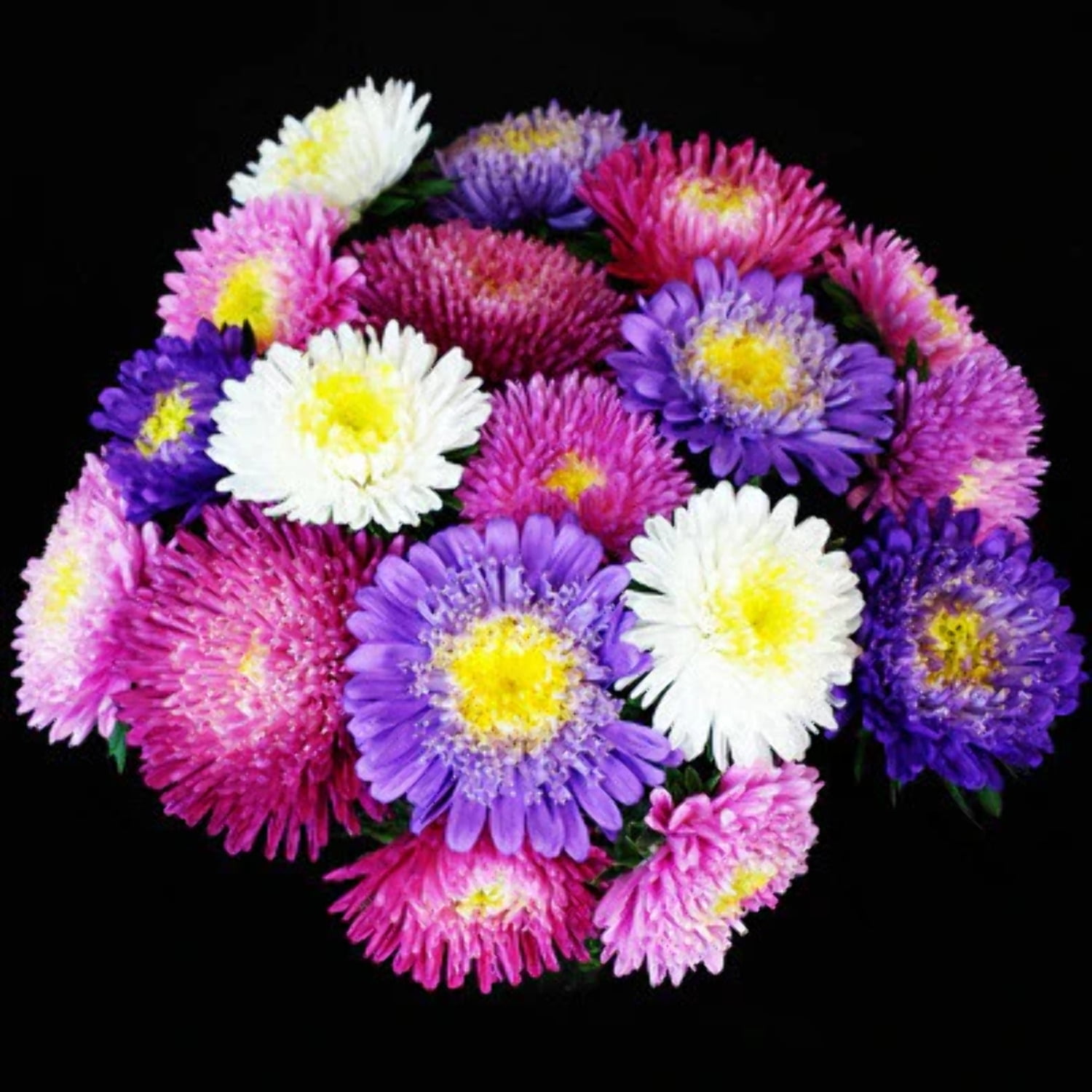 Aster Standy Mix Seed - Walmart.com