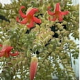 Cotyledon Pendens Live Plant in 6" Pot - Cliff Hanger Succulent Plant ...