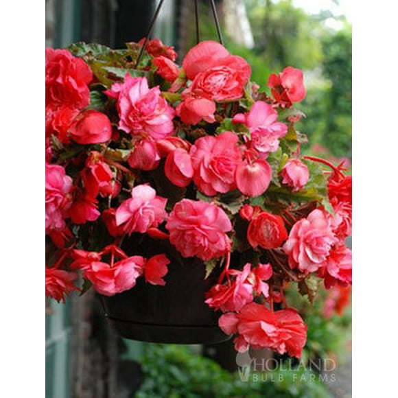 Begonias Hanging Baskets
