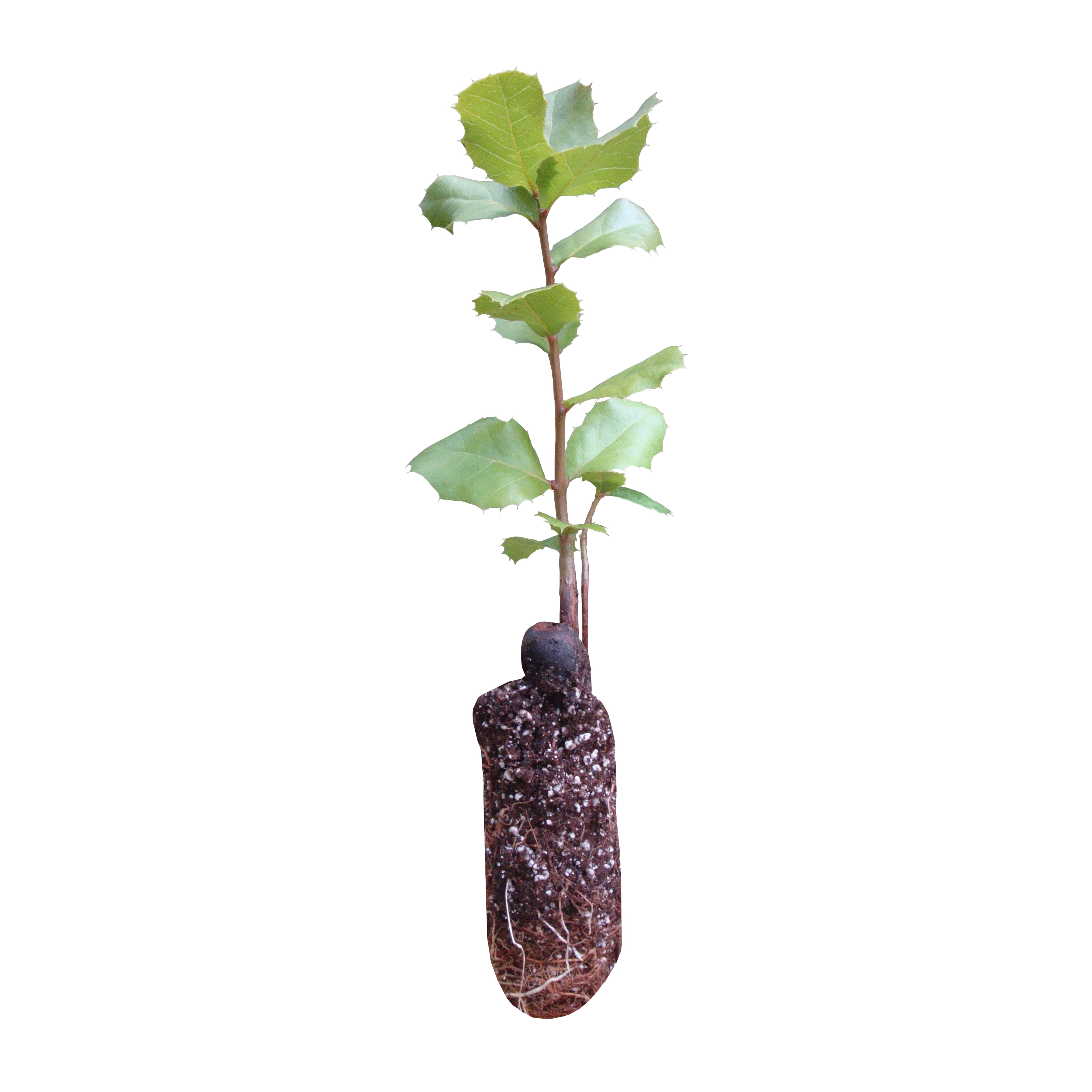 Oak Tree Seedlings