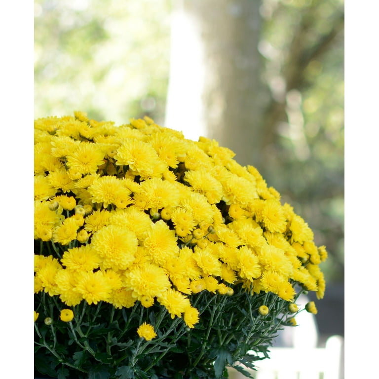 Yellow Chrysanthemum Plant