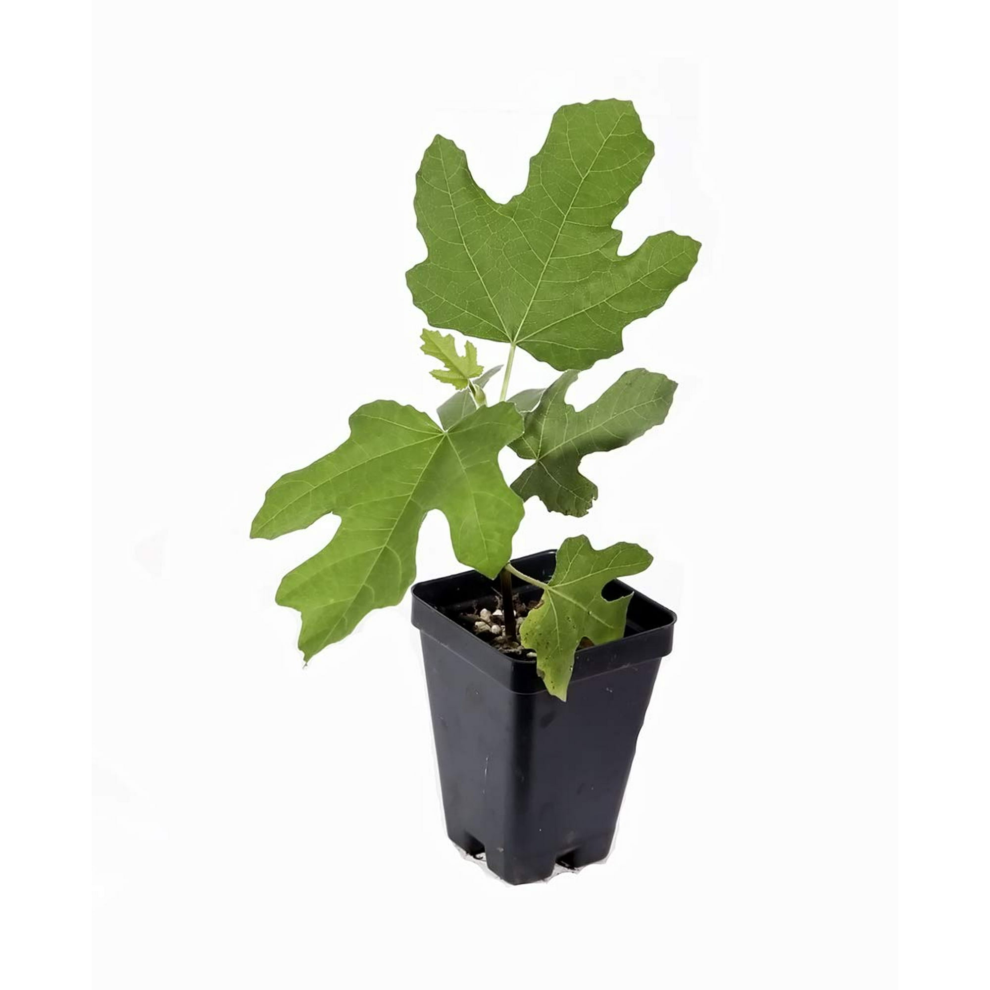 Click here for Bountiful Garden Nursery Chicago Hardy Fig Tree  V... prices