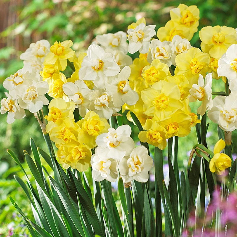Daffodil Bulbs - Cheerfulness Mix - 50 Bulbs - Mixed Flower Bulbs, Bulb ...