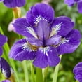 Blue Purple Iris Saplings-(Non-Artificial)-Strong Vitality Easy Grow ...