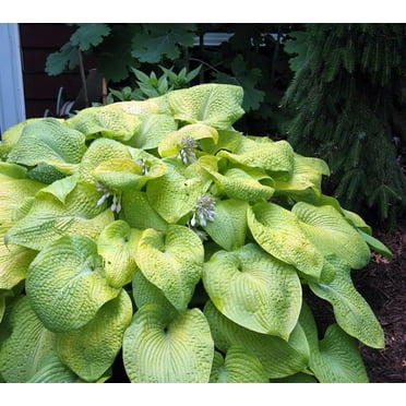 Filigree Feather Hosta - Uniquely colored foliage - Bareroot - Walmart.com