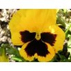 250 GOLDEN MARGUERITE DAISY Dyer's Yellow Chamomile Anthemis Tinctoria ...