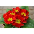 15 SCARLET ENGLISH PRIMROSE Red Primula Vulgaris Part Shade Houseplant ...