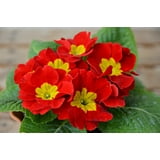 15 SCARLET ENGLISH PRIMROSE Red Primula Vulgaris Part Shade Houseplant ...