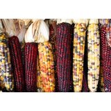 100 Seeds Colorful Ornamental INDIAN CORN WAMPUM Zea Mays Vegetable ...
