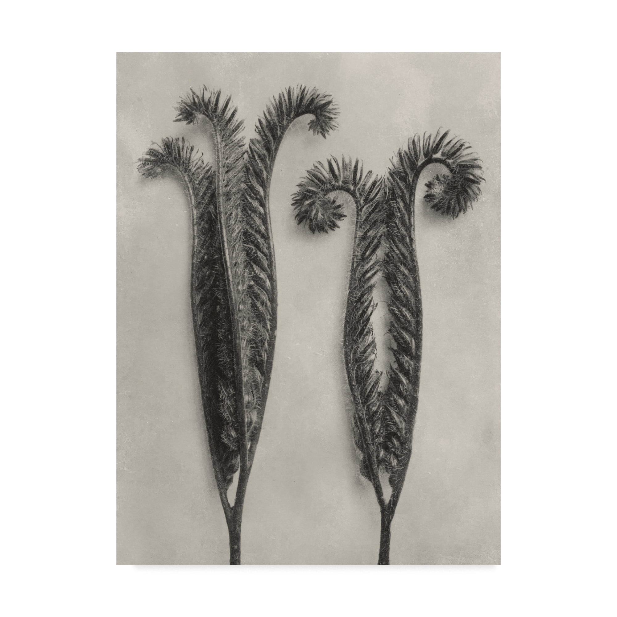 Trademark Fine Art 'UA CH Blossfeldt Botanical II' Canvas Art by Karl ...