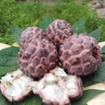 Red Sugar Apple Tree Live Plant Potted 6-12 Inches, 8 Months Old Sugar ...