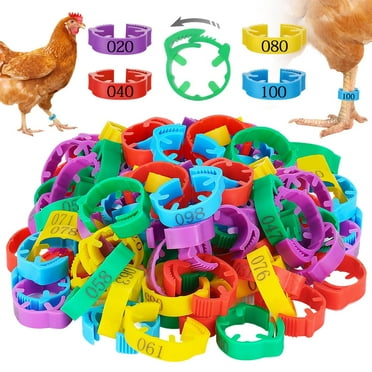 16mm Chicken Identification Band 50PCS 16mm 5Color Plastic Poultry ...