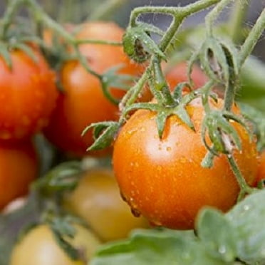 Mountain Pride Tomato | Two Live Garden Plants | Non-GMO, Determinate ...
