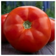Everwilde Farms - 1/4 lb Rutgers Heirloom Tomato Seeds - Gold Vault ...