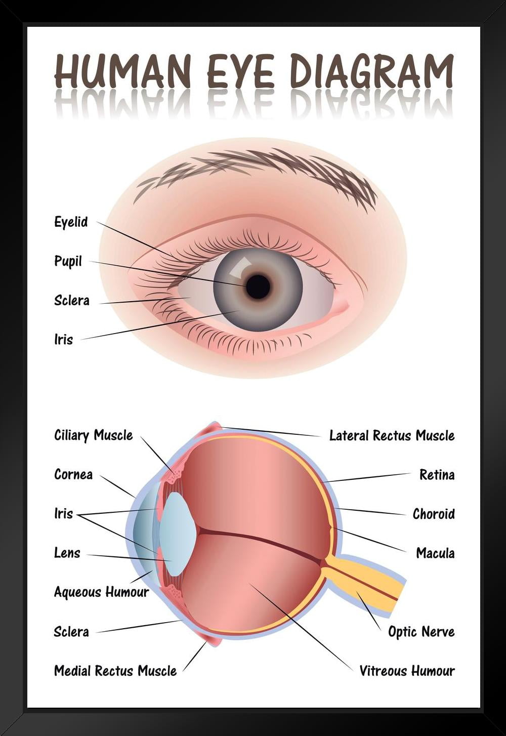 Human Eye Diagram Labeled