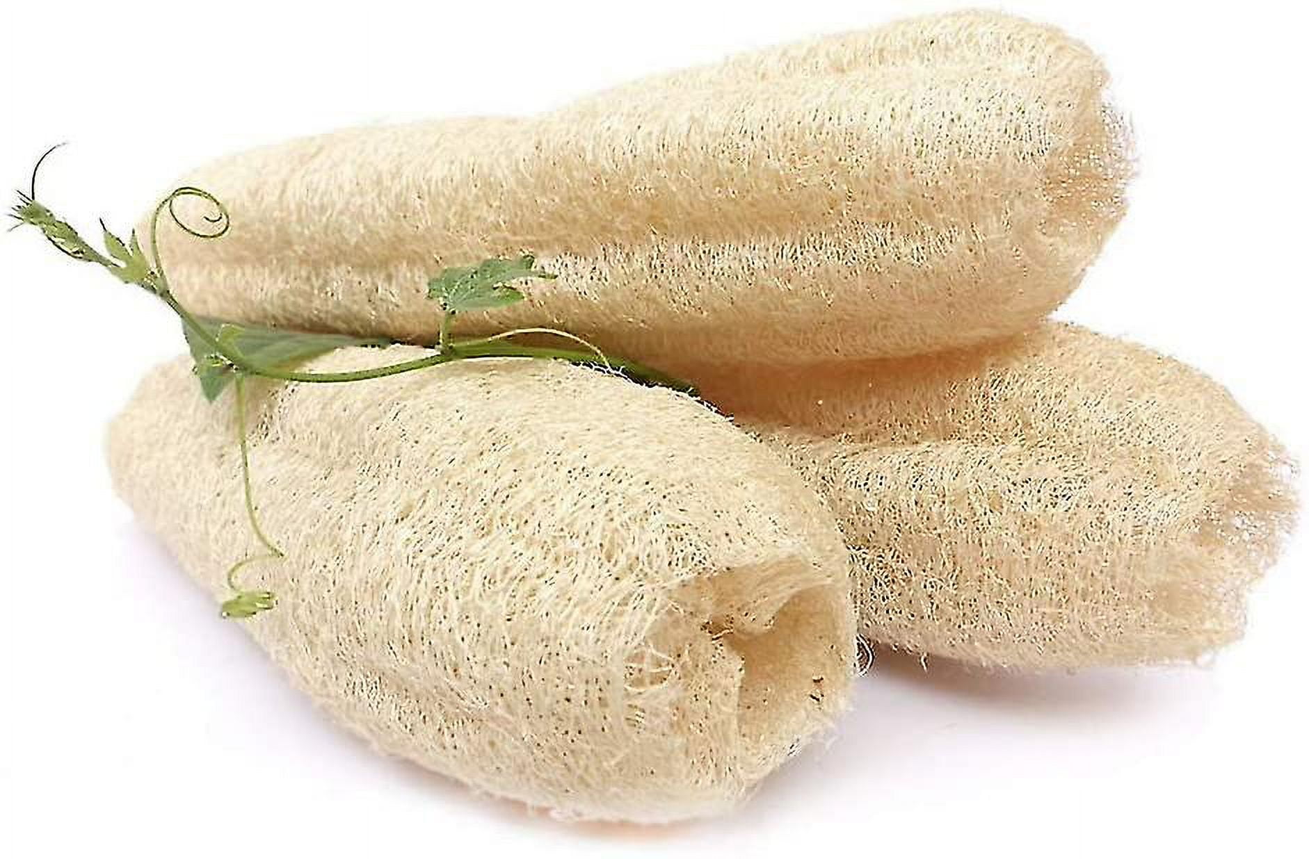 Estropajo grande entero natural del plato vegetal de la lufa para la ...