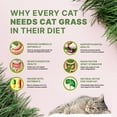 Cat Grass Seeds Mix - 5,200 Non-GMO Heirloom Seeds for Cats & Pets, 4 ...