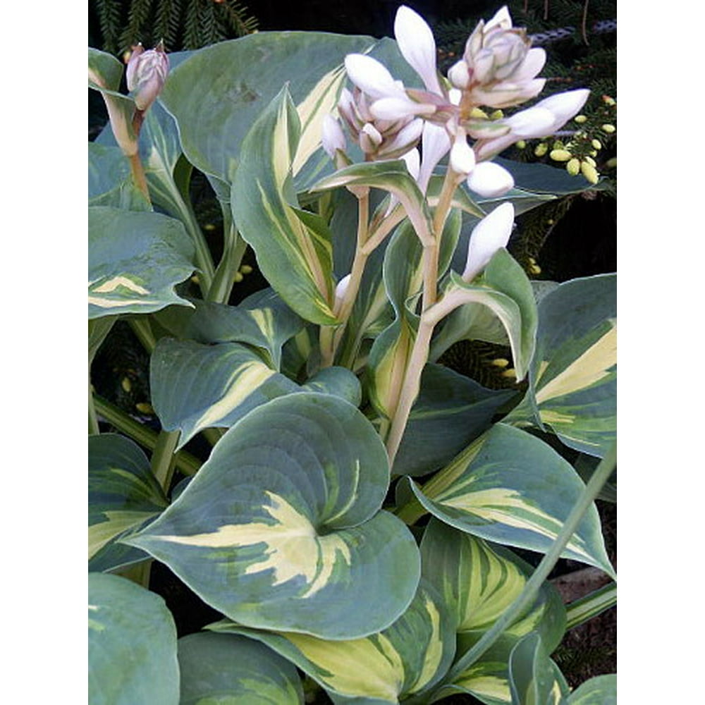 Dream Queen Hosta - Thick Blue Leaves - White Flowers - Live Plants ...