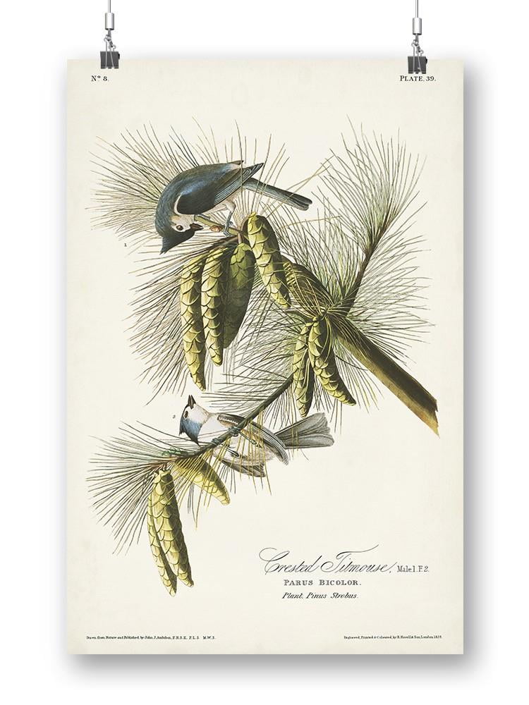 Crested Titmouse Poster - John James Audubon Designs, - Walmart.com