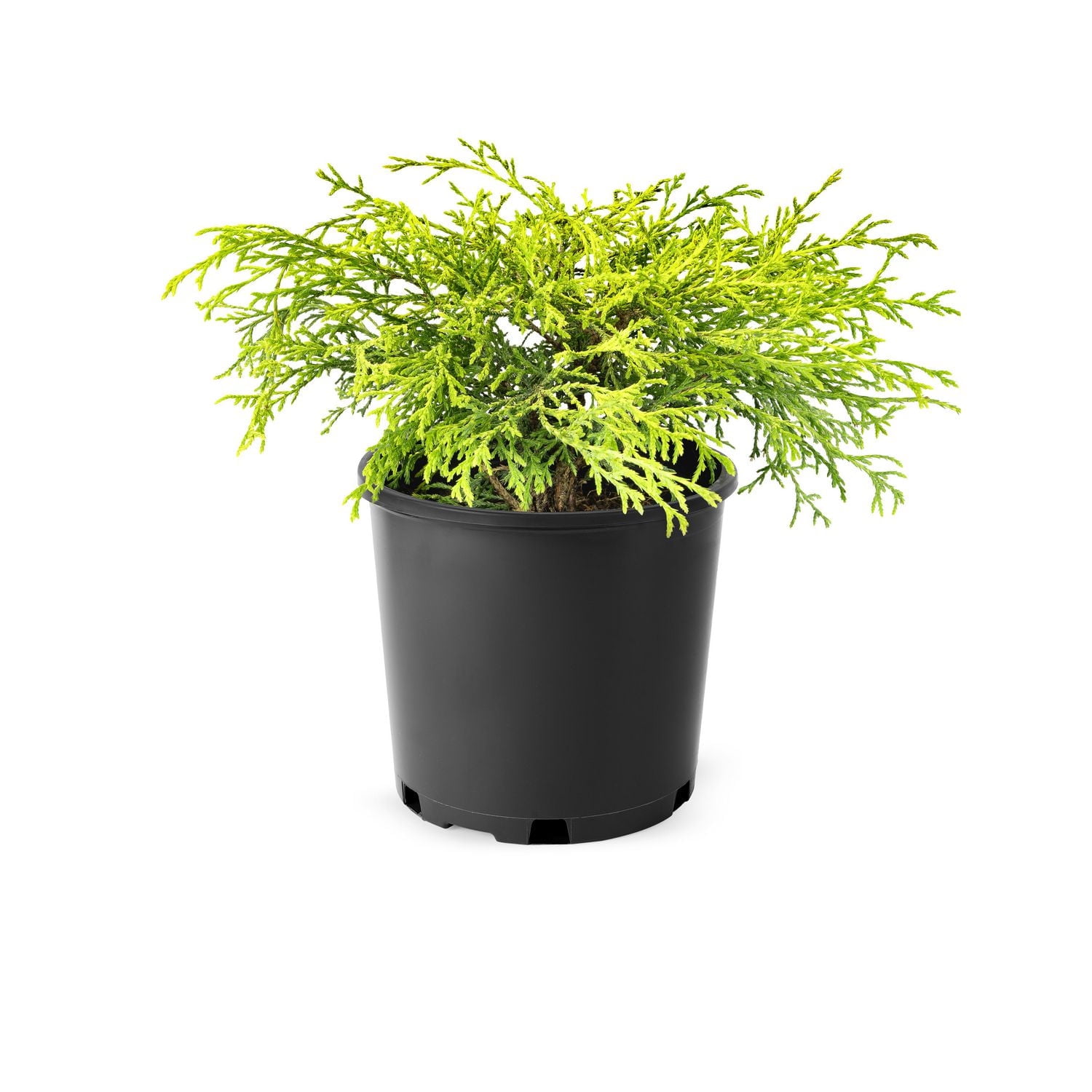 Click here for Landscp Essentials Old Gold Juniper 2 Gallon 2 Gal prices