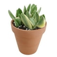 Crassula Hummel's Sunset Succulent (2" Plastic Pot) - Tiny, Lovely ...