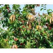 St. John's Bread Tree Seeds for Planting (10 Seeds) - Ceratonia Siliqua ...