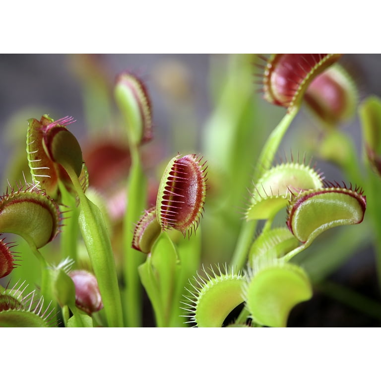 Carnivorou Plant Venus Fly Trap