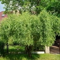 Corkscrew Willow Live Tree- 1 Gallon - Walmart.com