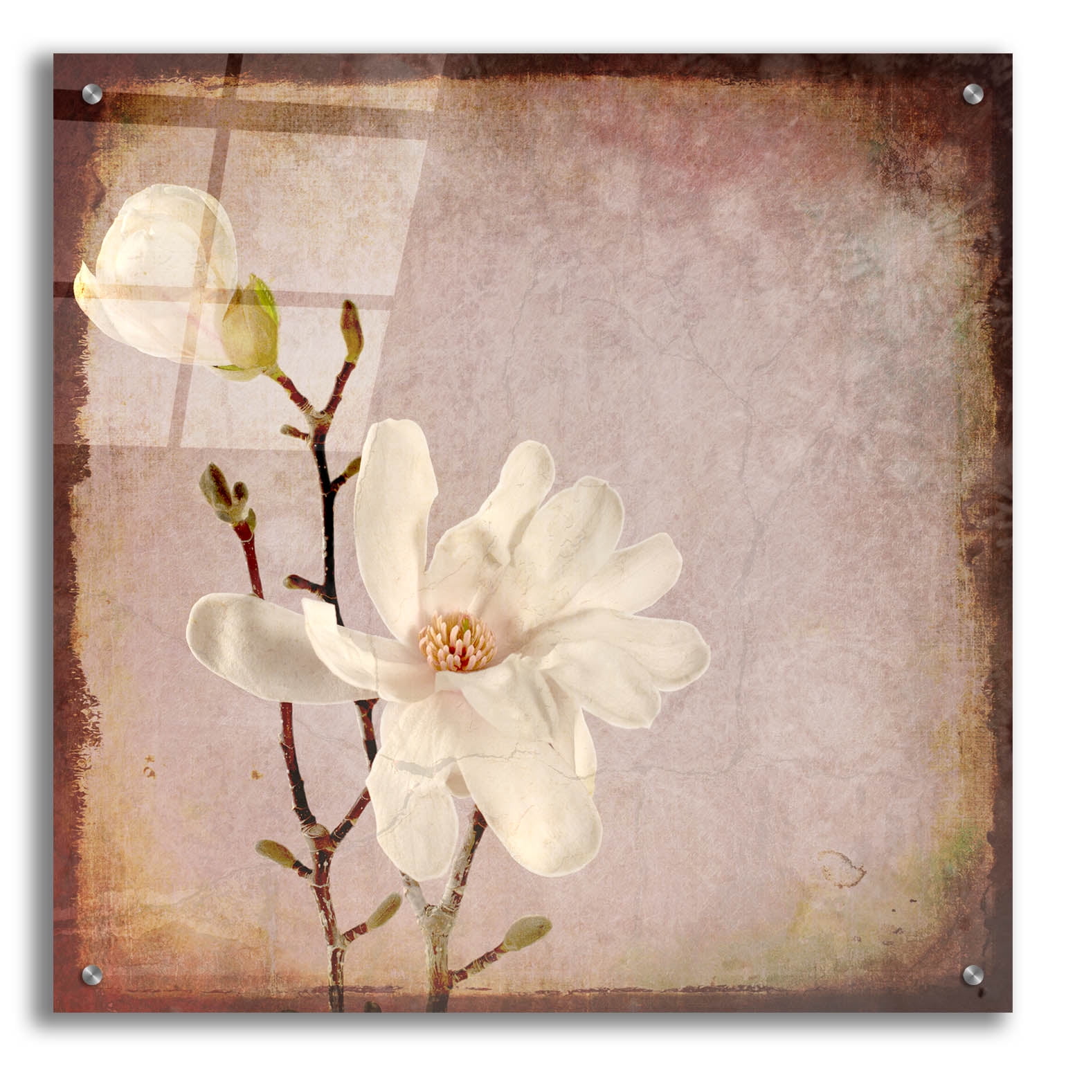 Epic Art 'Paper Magnolia Duo' by Lightbox Journal, Acrylic Glass Wall ...