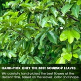 FreshDrinkUs, Soursop Leaf Powder, 1oz, Vegan No Sugar - Walmart.com