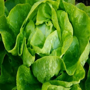 2000 Seeds BIBB LETTUCE (Limestone Lettuce) Lactuca Sativa Vegetable ...