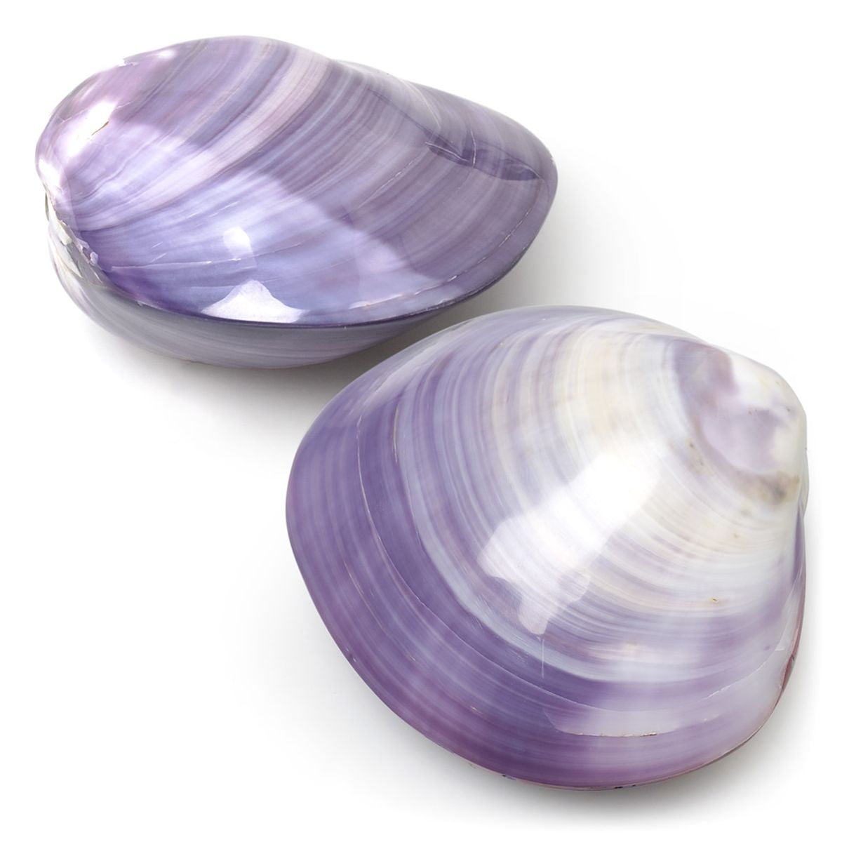 Set of 12 Polished 2-Sided Clam - Walmart.com