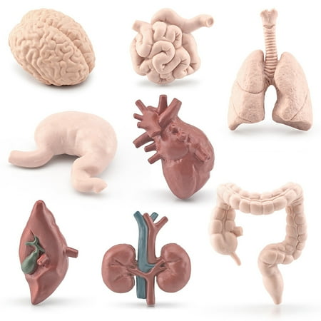Youkk Children Human Organ Model Stomach Small Intestine Educational ...
