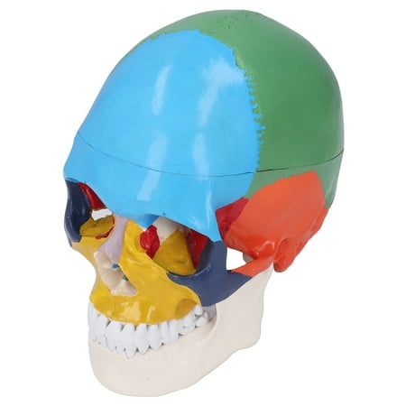 Skull Anatomical Model, Skull Model PVC For Student For Learning ...