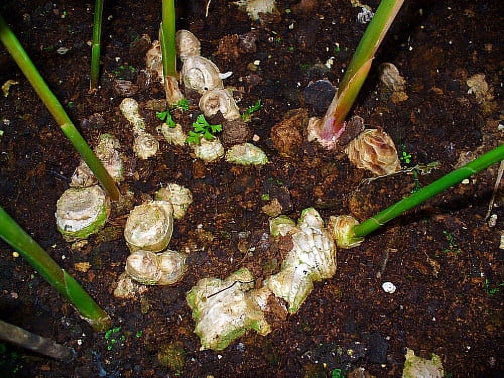 Edible Ginger Root Plant