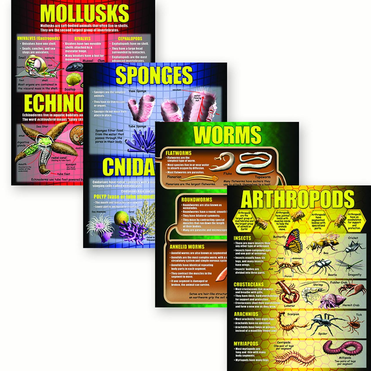 INVERTEBRATES POSTER SET - Walmart.com