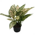 Etta Rose Chinese Evergreen Plant - Aglaonema - Grows in Dim Light - 6 ...