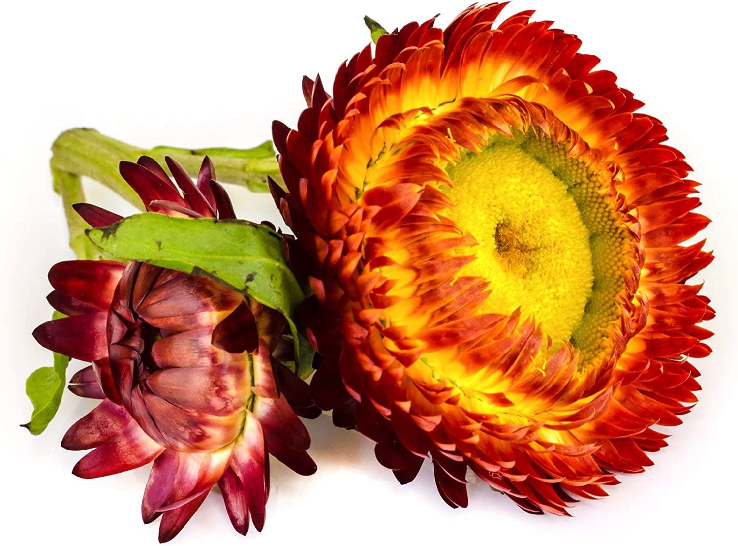 Strawflower Copper Red Seeds Package = 50 seeds - Walmart.com