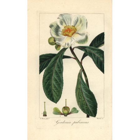 Franklin Tree, Franklinia Alatamaha, Extinct In The Wild Poster Print ...