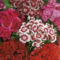 Sweet William "Wee Willie" Flower Seeds 200 ct - Dwarf Variety, Vibrant ...
