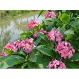 Plumeria Frangipani Live Plant Tree Shrub Cuttings Multi - Color 4Pk ...