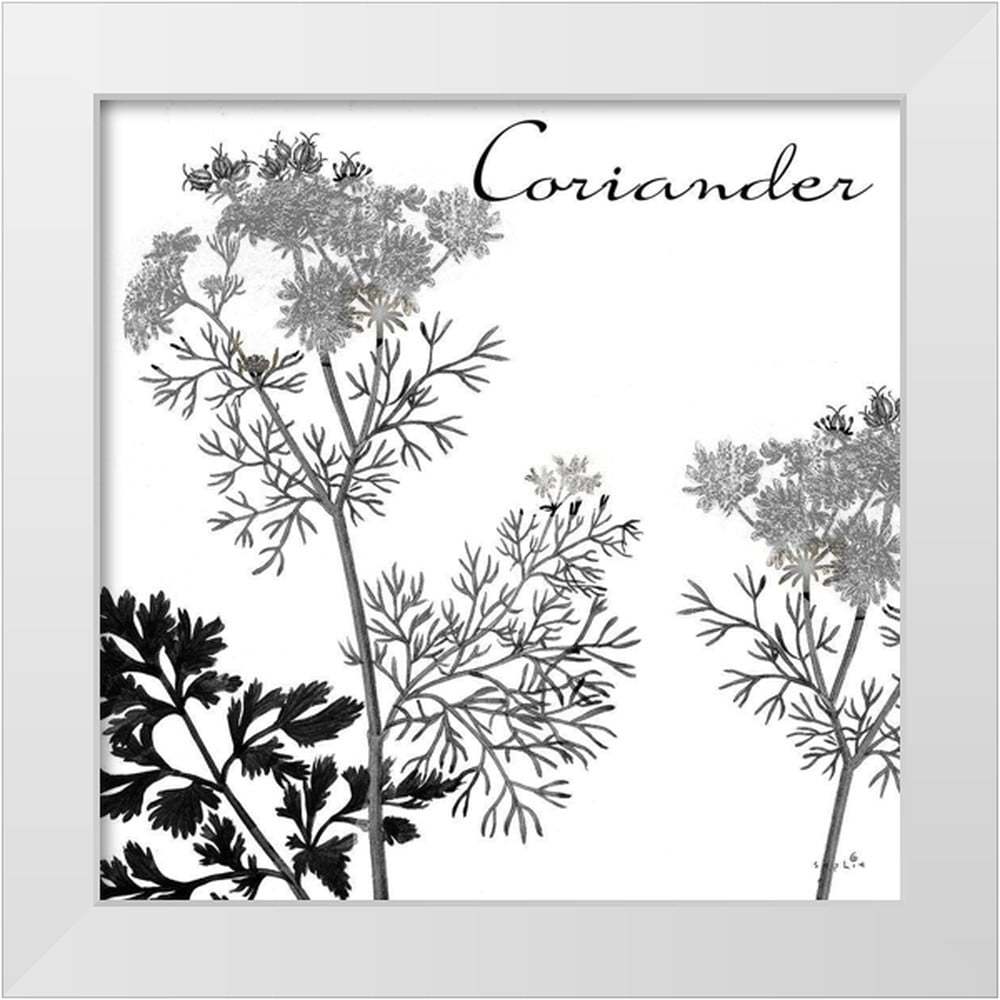 Sophie 6 26x26 White Modern Wood Framed Museum Art Print Titled - Flowering Herbs Coriander ...