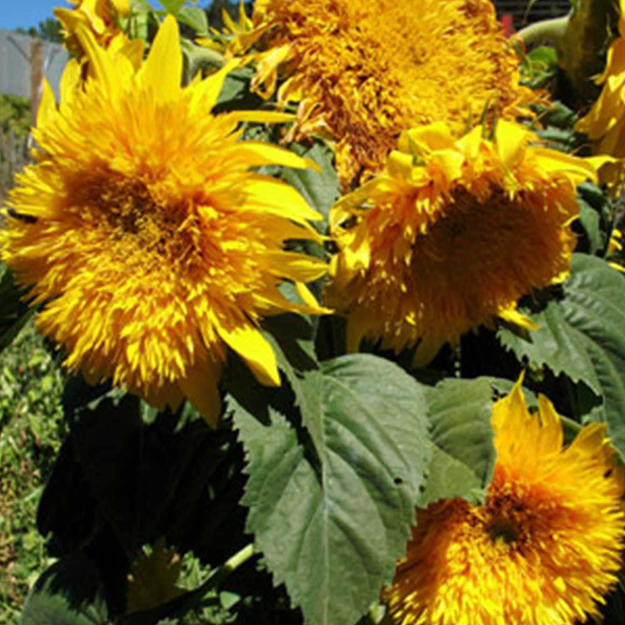 Sunflower Sungold Dwarf - 7 g ~500 Seeds - Non-GMO, Open Pollinated ...